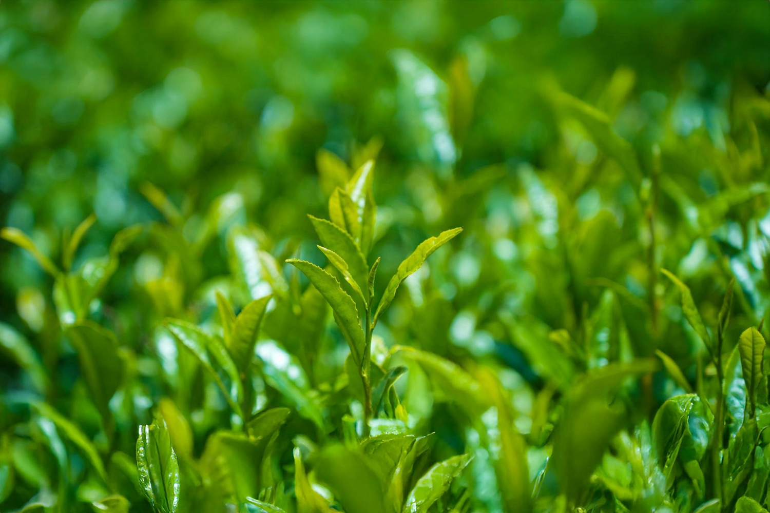 Japanese Matcha and Tea Company | matcha matcha official